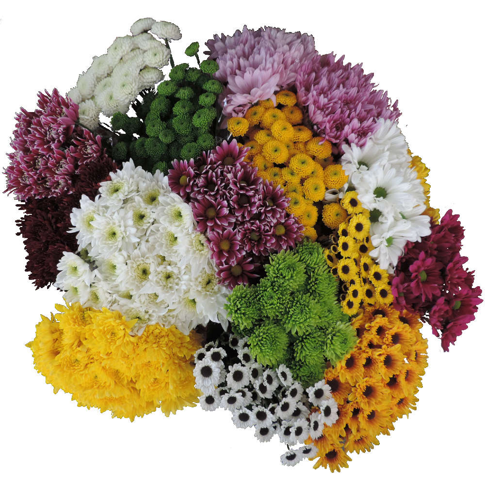 Assorted CDN Chrysanthemums Flower – Uniflor