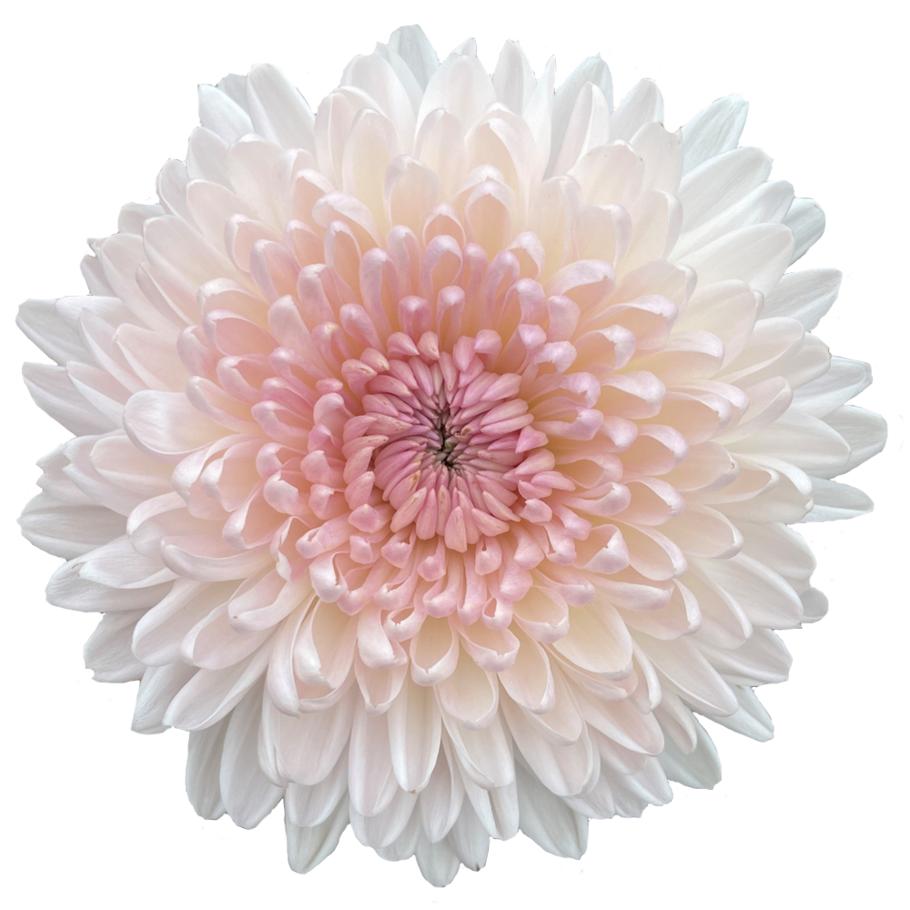 Fairytale Salmon Chrysanthemums Flower – Uniflor