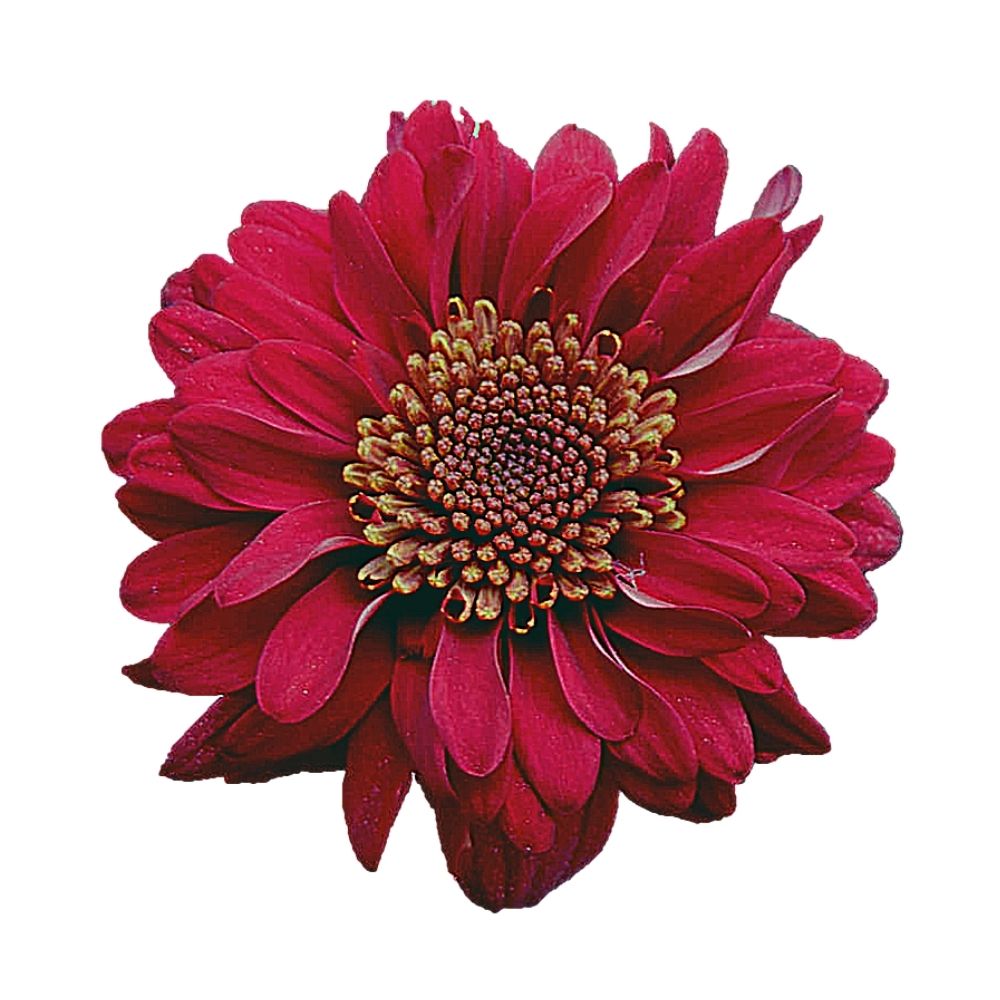 Motown Chrysanthemums Flower – Uniflor
