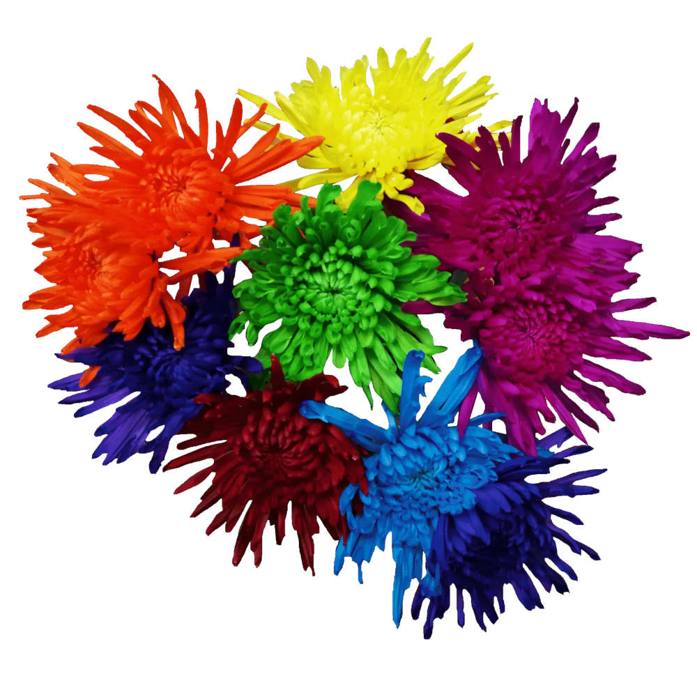 Neon Fuji Chrysanthemums Flower – Uniflor
