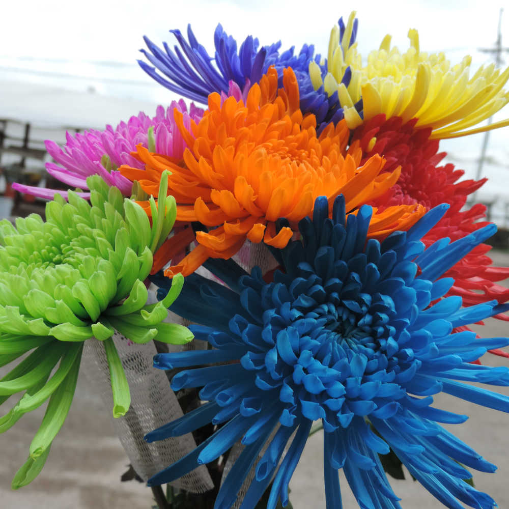 Neon Fuji Chrysanthemums Flower – Uniflor