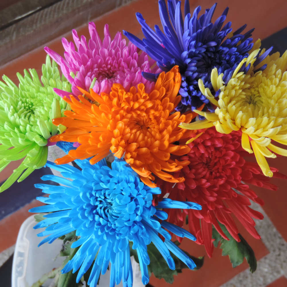 Neon Fuji Chrysanthemums Flower – Uniflor