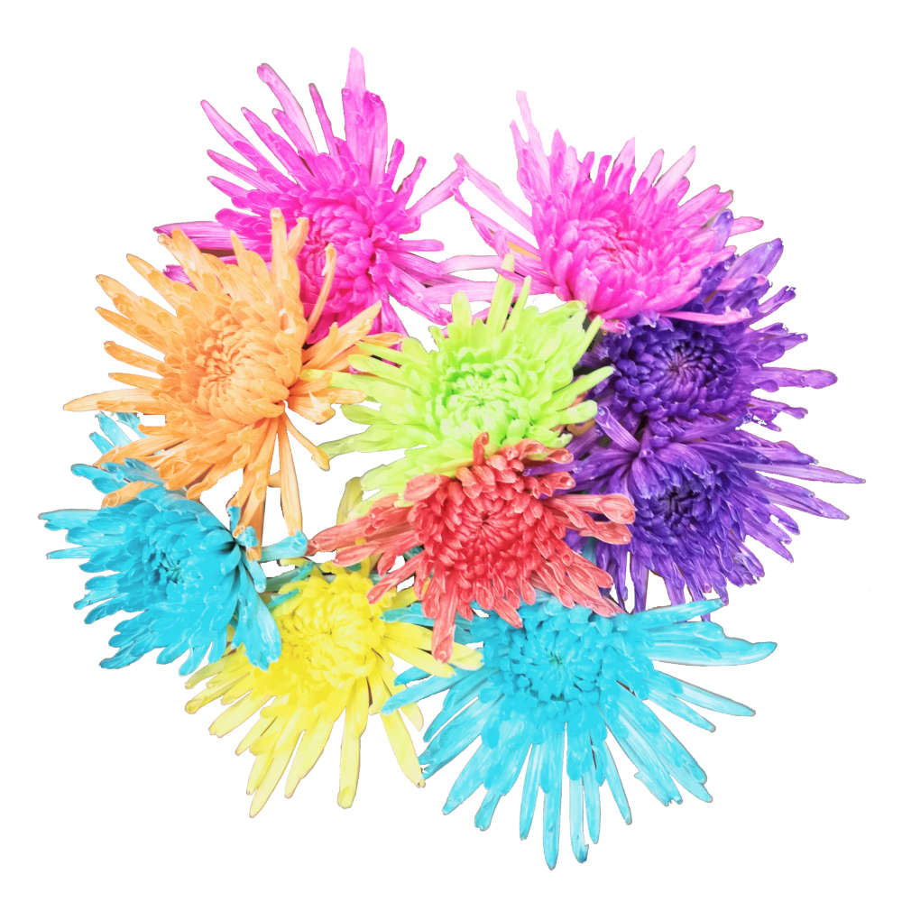 Pastel Fuji Chrysanthemums Flower – Uniflor