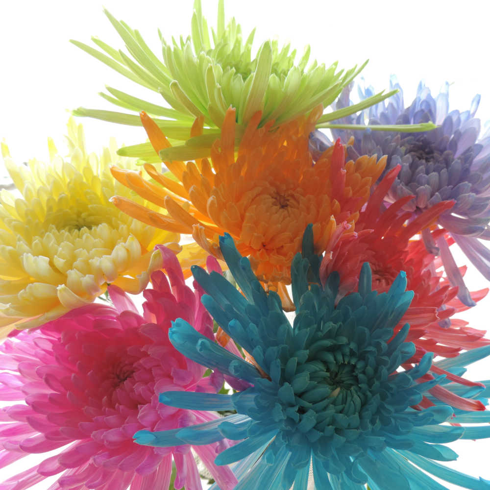 Pastel Fuji Chrysanthemums Flower – Uniflor