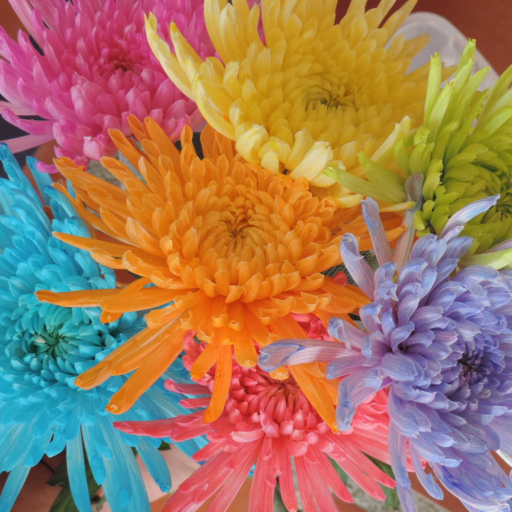 Pastel Fuji Chrysanthemums Flower – Uniflor
