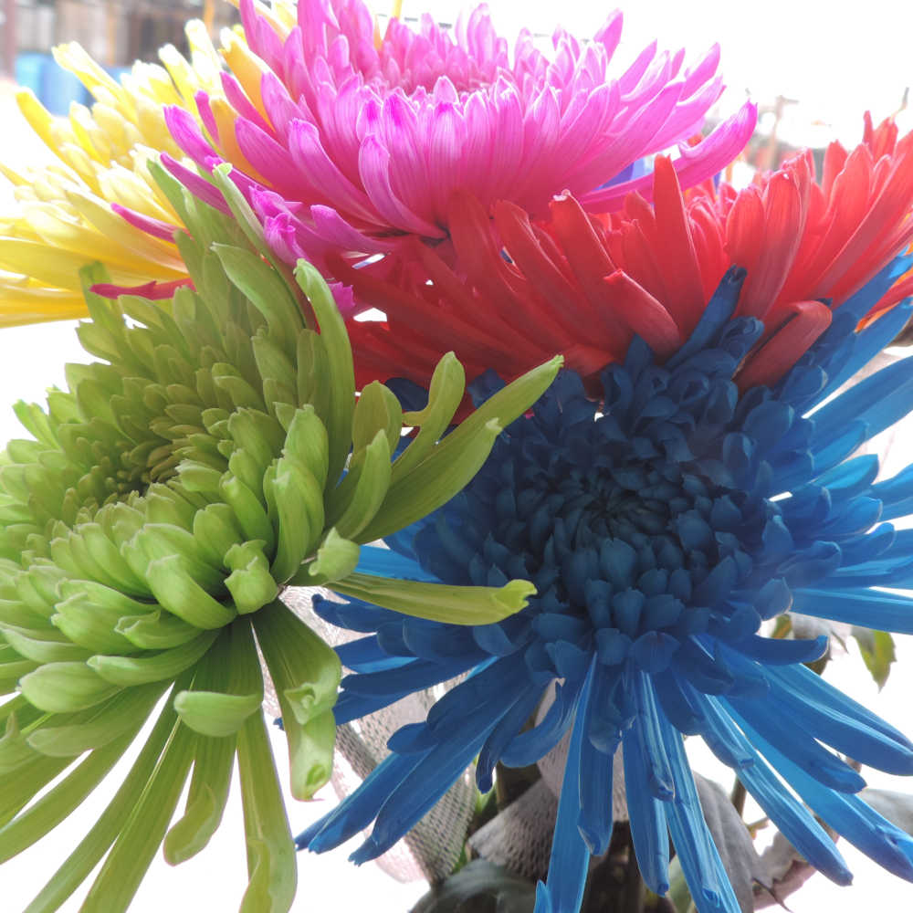 Pastel Fuji Chrysanthemums Flower – Uniflor