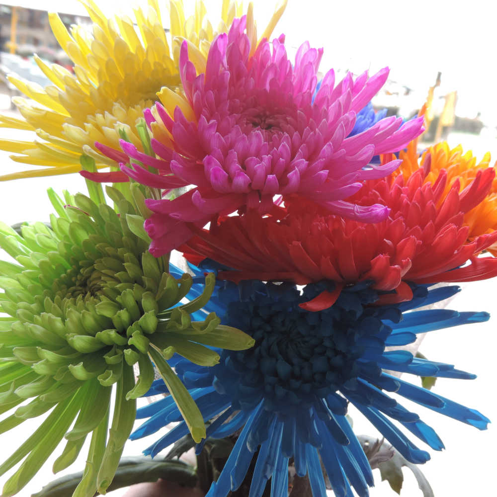 Pastel Fuji Chrysanthemums Flower – Uniflor