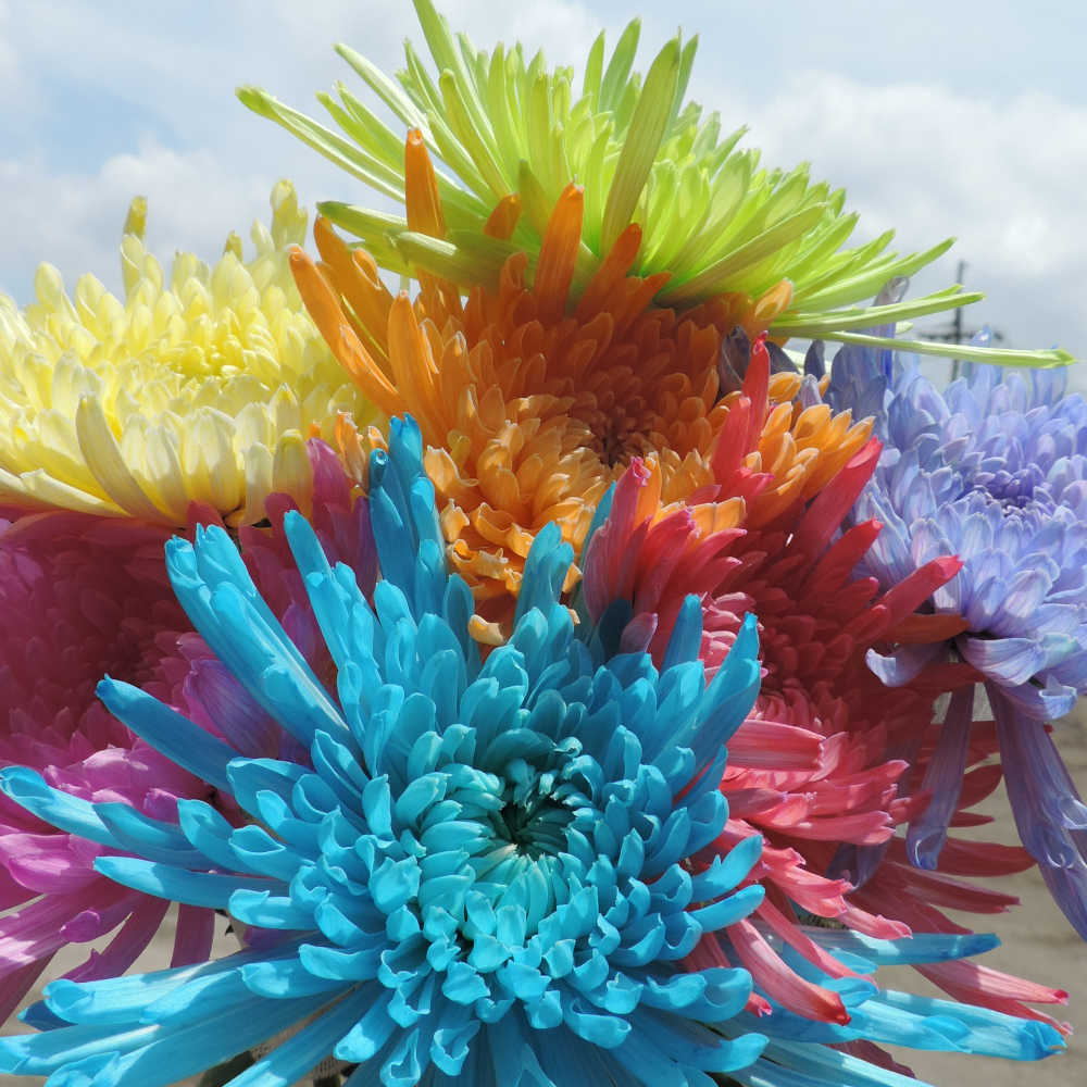 Pastel Fuji Chrysanthemums Flower – Uniflor