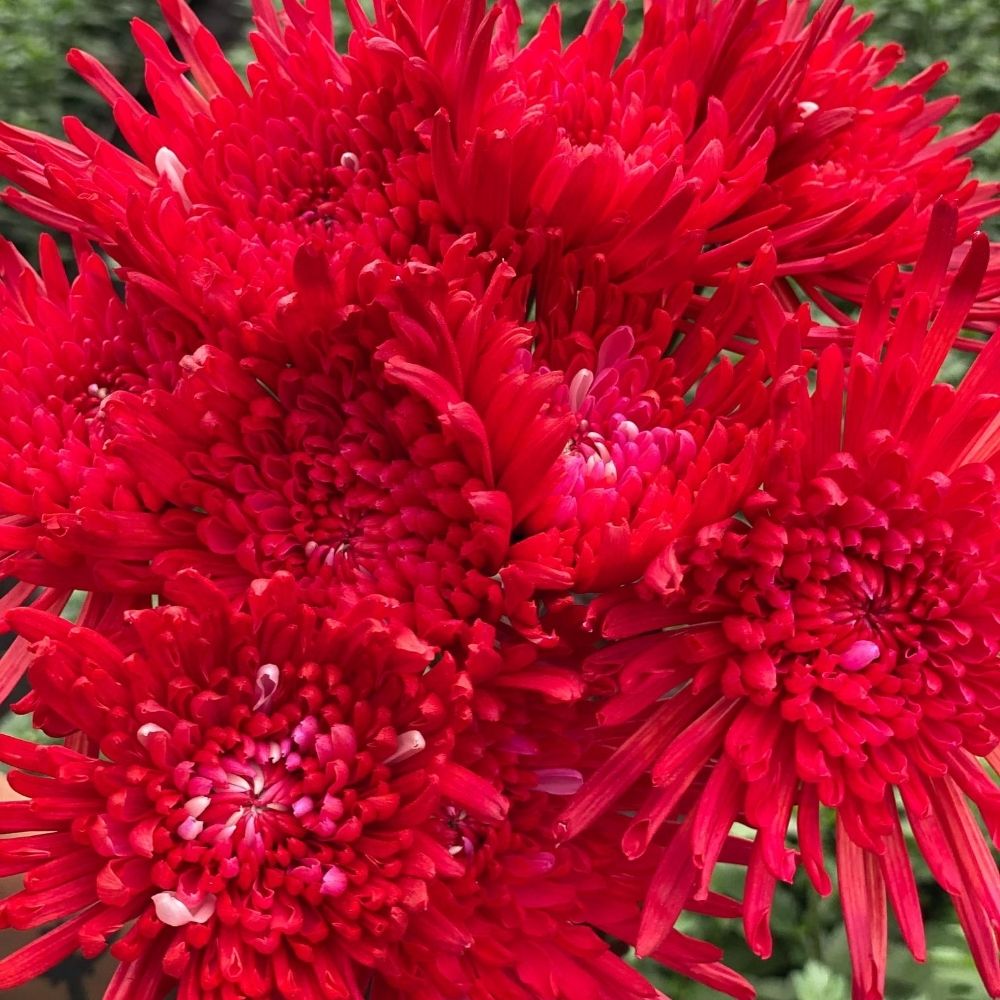Red Neon Tinted Fuji Chrysanthemums Flower – Uniflor