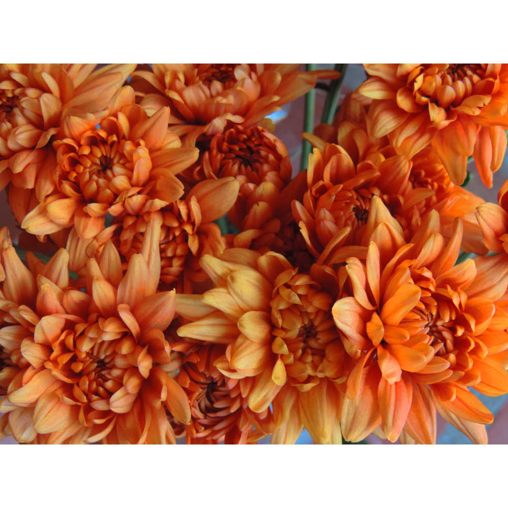 Sauron Bronze Chrysanthemums Flower – Uniflor