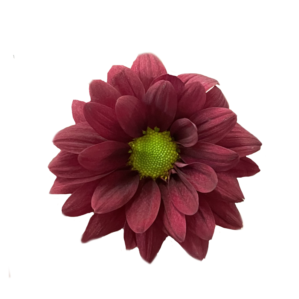 Show Red Chrysanthemums Flower – Uniflor