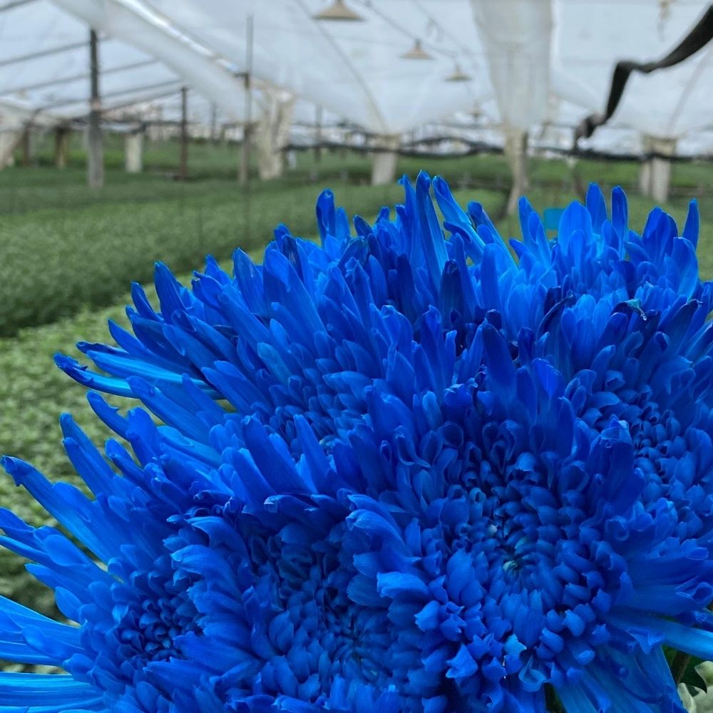 Sky Blue Neon Tinted Fuji Chrysanthemums Flower – Uniflor