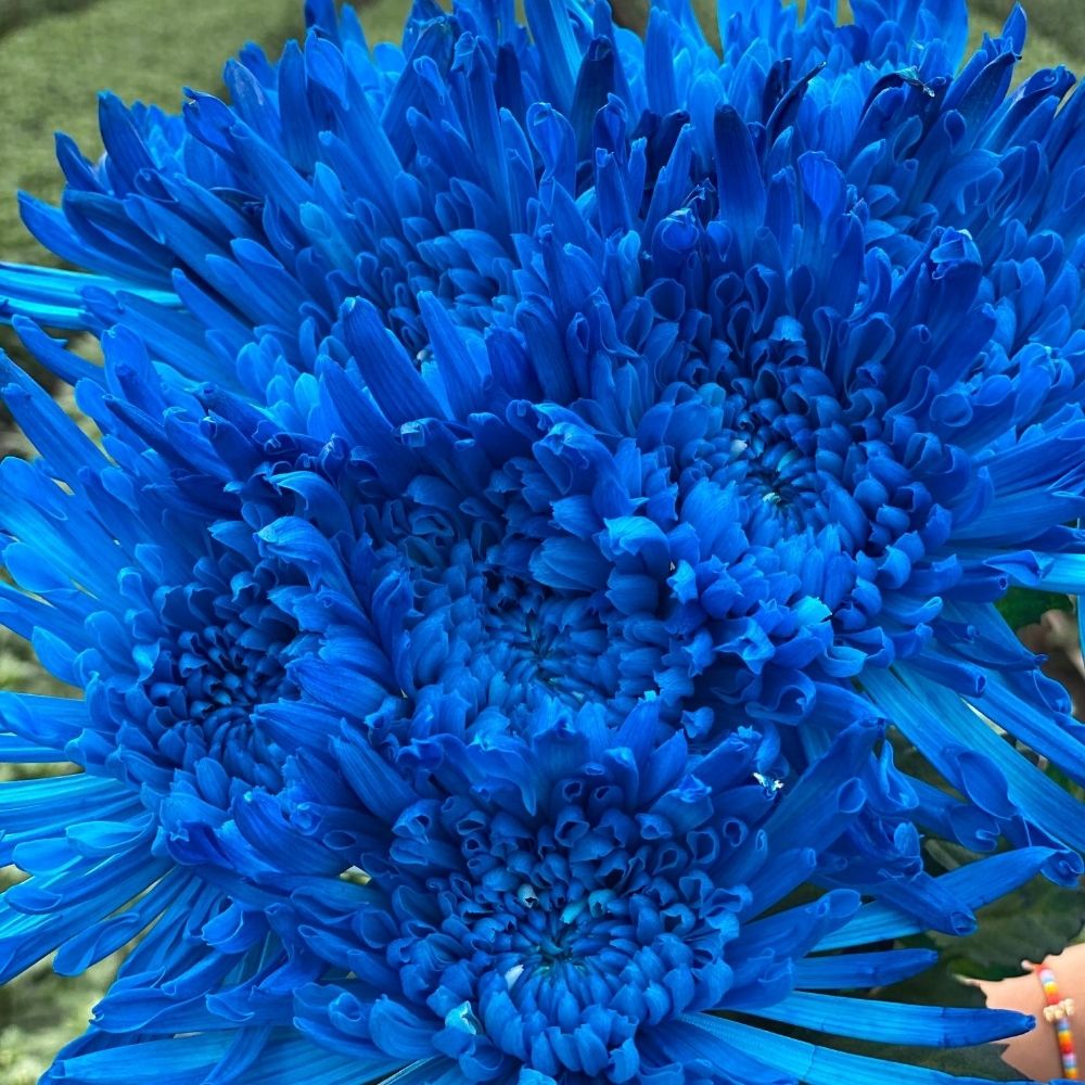 Sky Blue Neon Tinted Fuji Chrysanthemums Flower – Uniflor