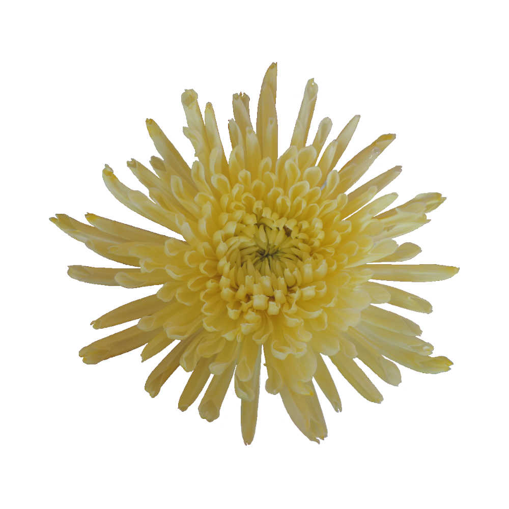 Yellow Pastel Tinted Fuji Chrysanthemums Flower – Uniflor