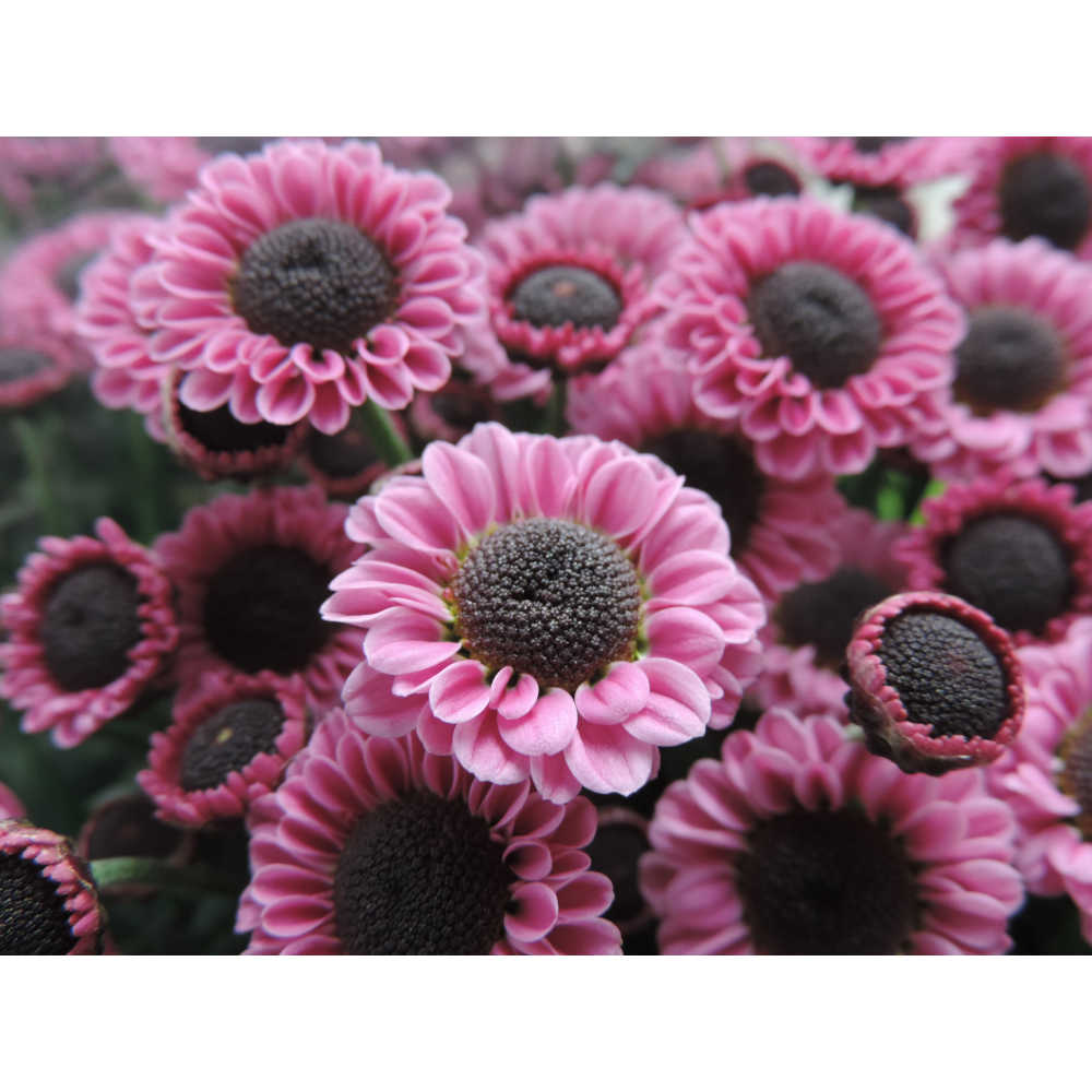 Molly Pink - Uniflor