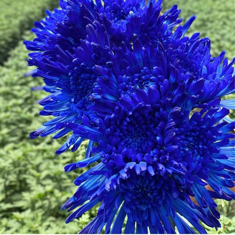 Dark Blue Neon Tinted Fuji Chrysanthemums Flower – Uniflor