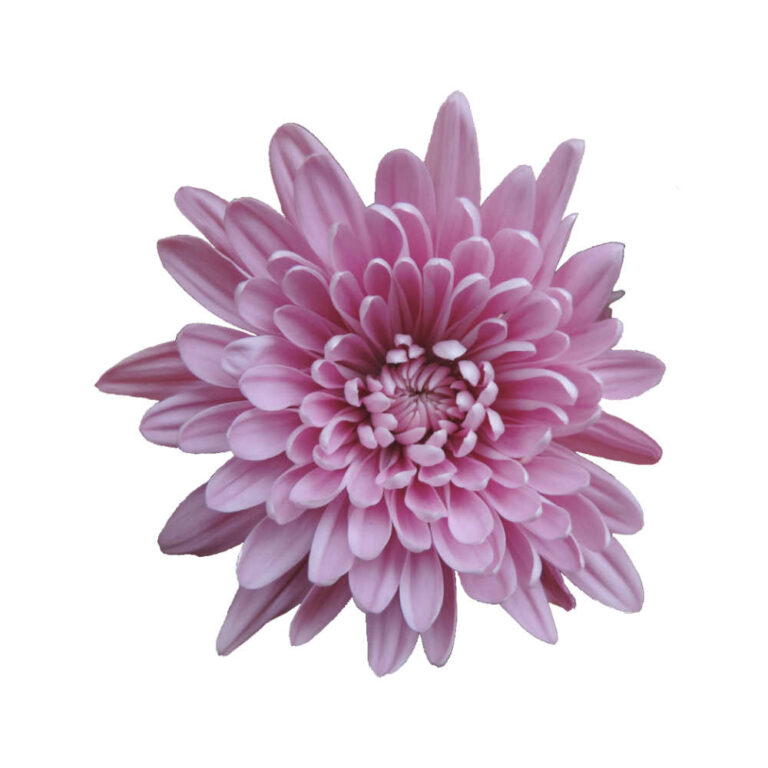 Veronica Pink Chrysanthemums Flower – Uniflor