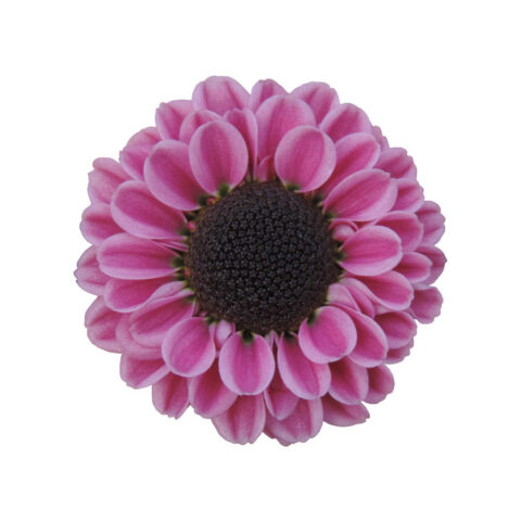 Molly Pink Chrysanthemums Flower – Uniflor
