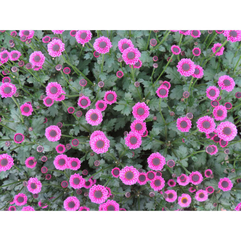 Molly Pink Chrysanthemums Flower – Uniflor